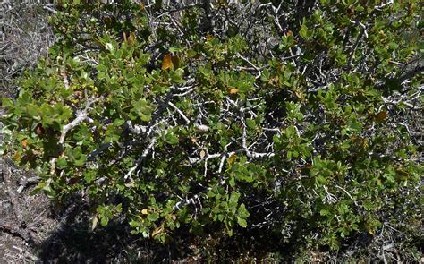 Quercus