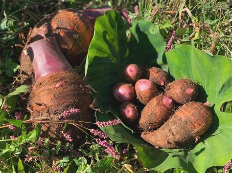 掘りたての里芋をお届けしますほくほく美味しい赤芽芋子芋2kg 親芋2コ長崎県産のその他里芋食べチョク産地直送 産直 お取り寄せ