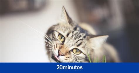 Cómo cultivar hierba gatera en casa y cuáles son sus beneficios para