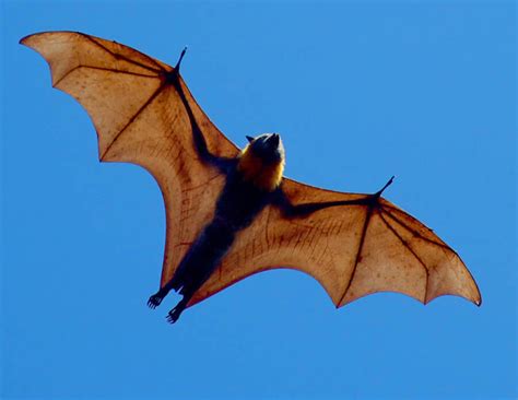 The Giant Golden Crowned Flying Fox The Largest Bat In The World
