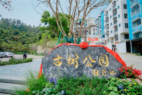 琴澳齐心护古树，横琴首个古树公园正式开放合作区保护粗沙环