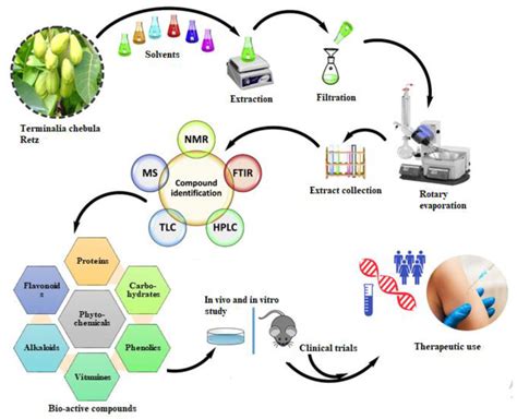 A Tentative Guidelines For Drug Development From T Chebula A