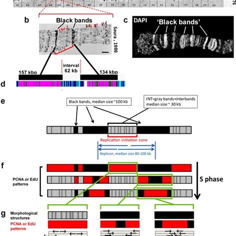 Replication In Wild Type Polytene Chromosomes Is Initiated In
