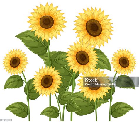 섬세한 꽃잎과 무성한 녹색 잎이 있는 밝은 해바라기가 깔끔한 벡터 스타일로 다양한 디자인 프로젝트에 적합합니다 관목에 대한 스톡 벡터 아트 및 기타 이미지 Istock