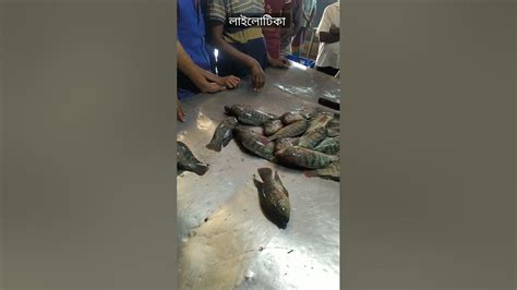 নদীর জ্যান্ত লাইলোটিকা মাছ বিক্রয় হলো ১৯০টাকা কেজি দেখুন Fish