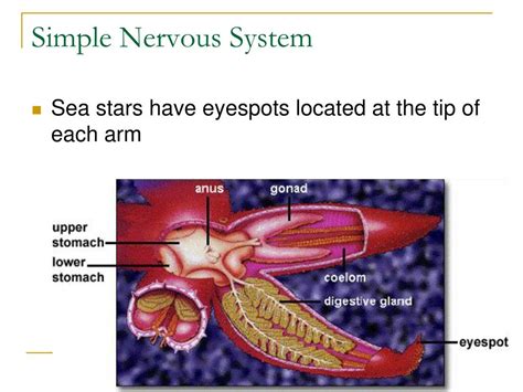 Ppt Echinoderms Powerpoint Presentation Free Download Id 4728215