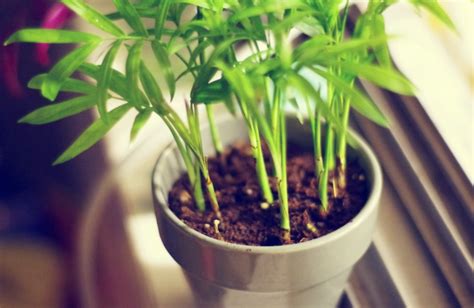 🌿Наборы для выращивания на подоконнике, растения для подоконника ...