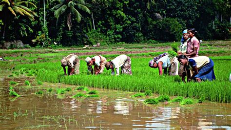 Farming Experienc Soul Sri Lanka Tour Company In Colombo Holiday And