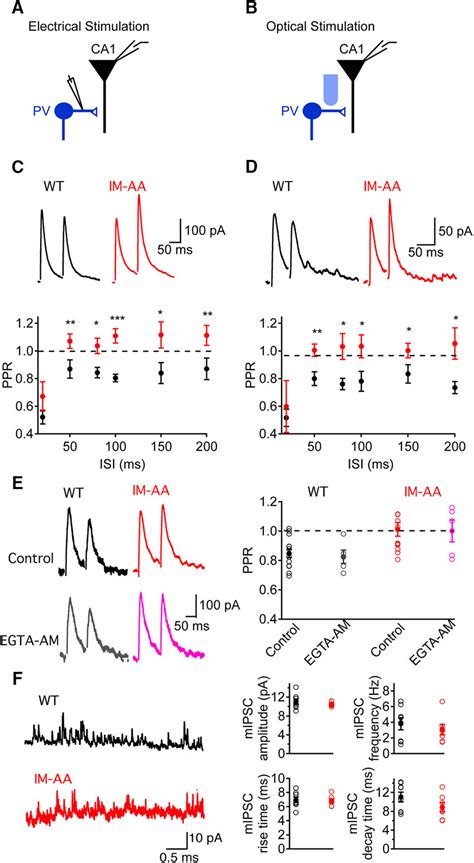 Im Aa Mutation Abolishes Paired Pulse Depression In Inhibitory