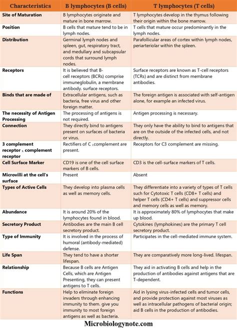 Differences Between B Cells And T Cells B Cells Vs T Cells In 2022