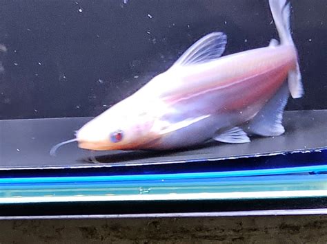 【未使用】アルビノカイヤン約12cm～16cm 3匹セット 大型魚 熱帯魚 初心者にオススメ！水質に難しくなく飼育しやすい！格安スタート売り