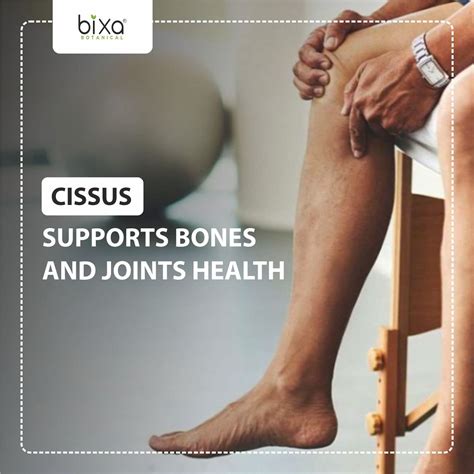 Bixa Botanical Cissus Extract Hierba Ayurvédica Para Tónico óseo