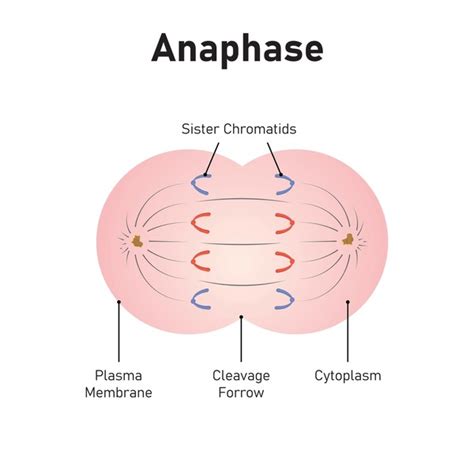 Anaphase 1 Meiosis