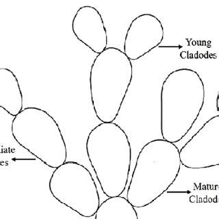 Representative Scheme The Location Of Cladodes In The Different