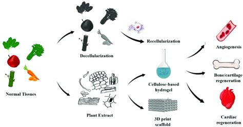 Preparation And Application Of Decellularized Plant Scaffolds
