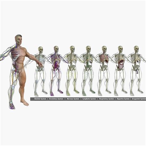 Full Body Anatomy Systems Combo 3d Model By Dcbittorf
