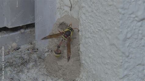 A Potter Wasp Returns With An Additional Ball Of Mud To Reinforce The