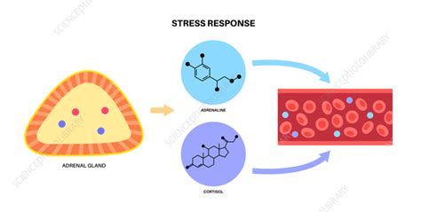 Stress Response Illustration Stock Image F037 7886 Science Photo