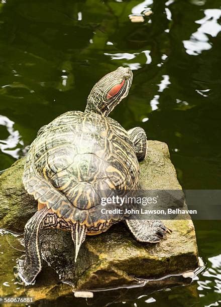Red Ear Slider Photos And Premium High Res Pictures Getty Images