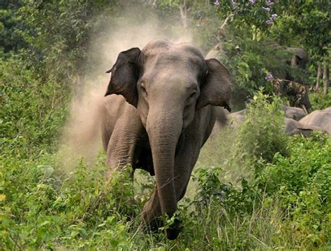 हात्तीले घरमै आक्रमण वृद्धाको मृत्यु Tilichonews