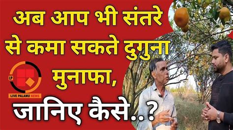 अब आप भी संतरे की खेती से कमा सकते दुगुना मुनाफा जानिए कैसे