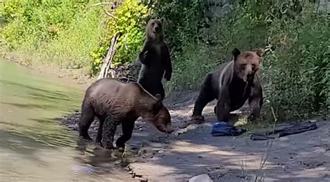 Hiker Films Mama Grizzly Bear Charging Her