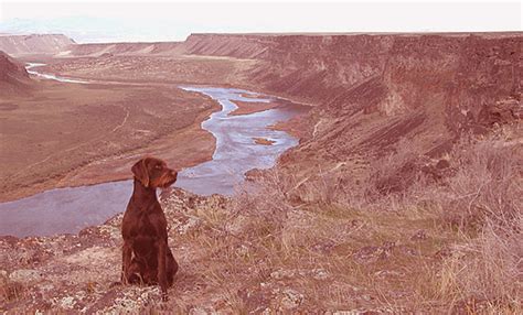 Cedarwood Pudelpointer