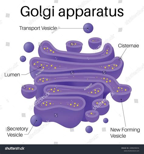 Anatomy Golgi Apparatus Organelle Eukaryotic Cells Stock Vector