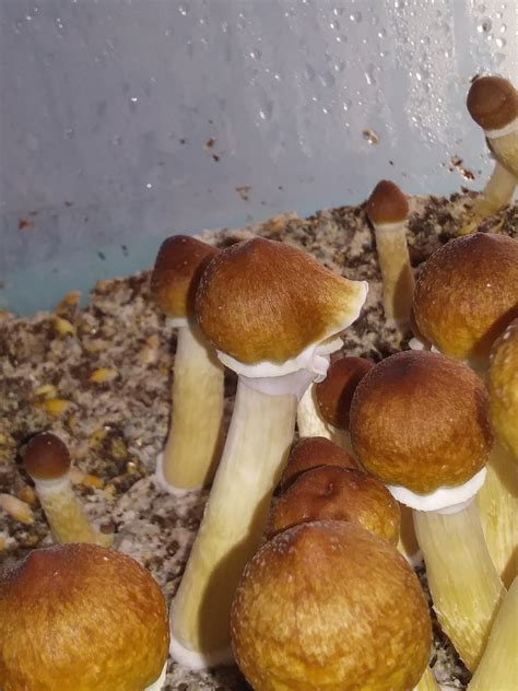 golden teacher mutation love it shrooms