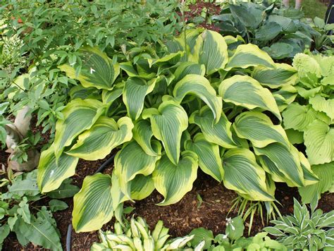 Atlantis Hosta Large Hosta Plant Sun Tolerant Slug Resistant Nh Hostas