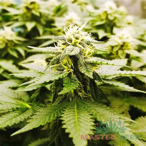 Купить семена конопли Lsd Fem Master Seed Good Seed