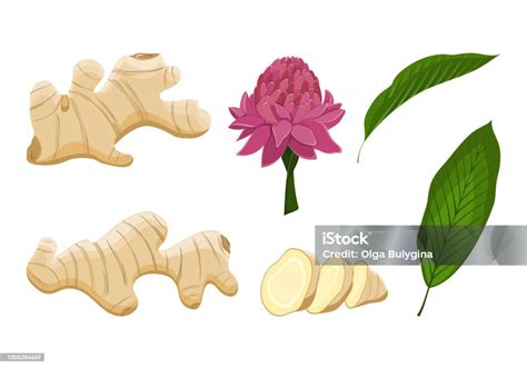 Bagian Dari Jahe Akar Daun Bunga Set Tanaman Dalam Vektor Potongan Jahe