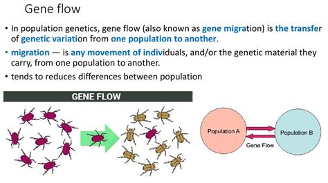 Gene Flow Example