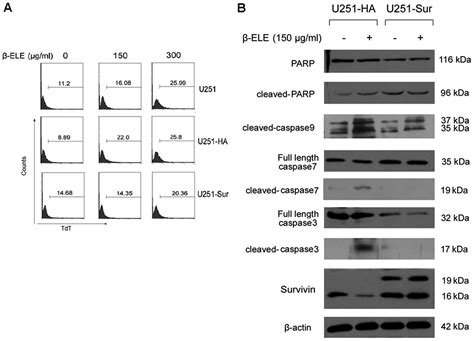 β Elemene Induces Glioma Cell Apoptosis By Downregulating Survivin And