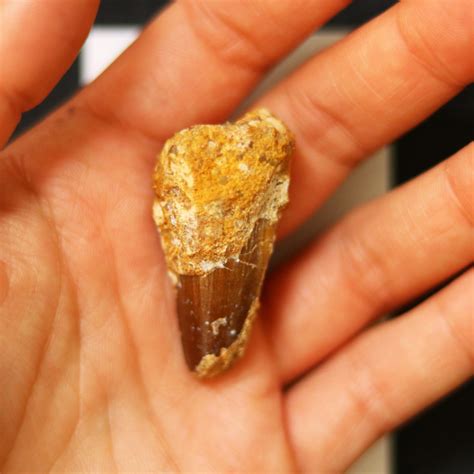 1 75 Inch Fossil Tooth From A Spinosaurus Dinosaur Morocco