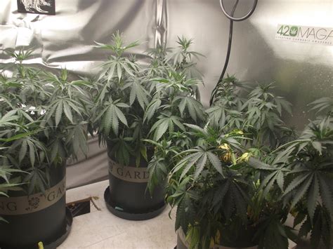 Coffeeshopseeds Sponsored Grow Emmies Huge 1 Month Interval Constant