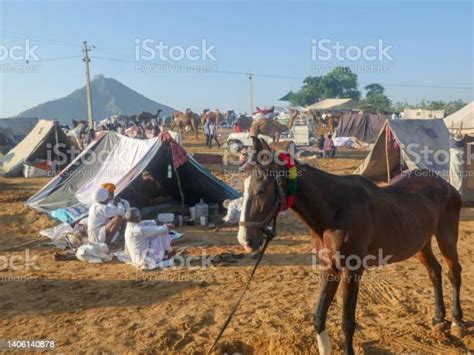 푸쉬카르 낙타 박람회에서 열리는 인도 최고의 가축 축제에서 무역을 위한 말 전시 거래자에 대한 스톡 사진 및 기타 이미지