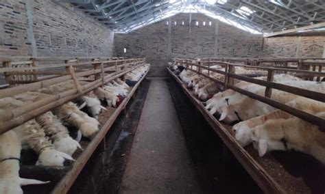 Cara Memelihara Domba Garut Yang Baik