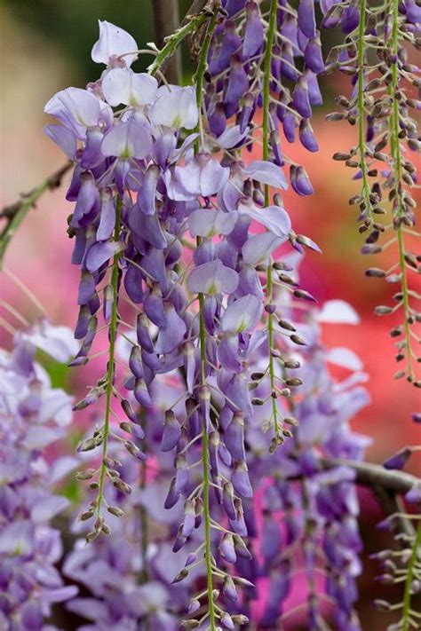 Purple Flowers Hanging From A Tree Branch