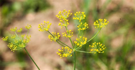 Wild Parsnip Burns Symptoms Treatment And Prevention