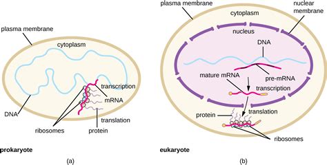 114 Protein Synthesis Translation Biology Libretexts