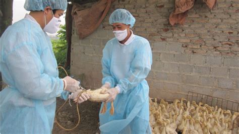 5 biện pháp phòng chống bệnh cúm A H5N1 Truyền Hình Hậu Giang