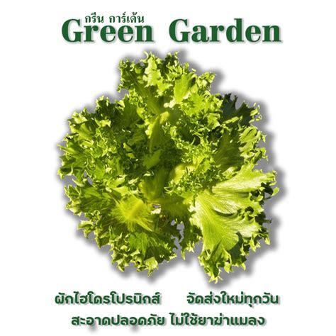 ฟิลเลย์ ไอซ์เบิร์ก ผักสลัดไฮโดรโปรนิกส์ Frillice Lceberg Shopee Thailand