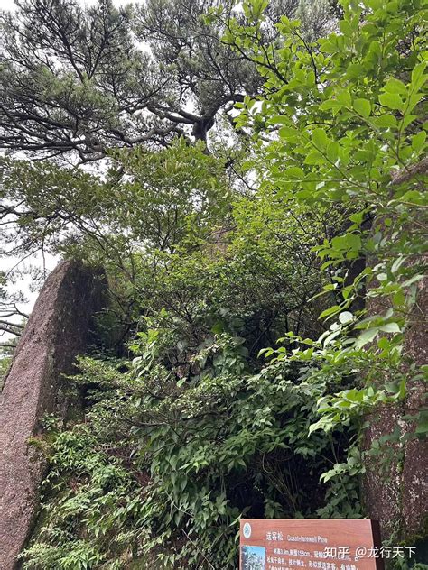暑期自驾游黄山 下山篇 玉屏索道下山 知乎