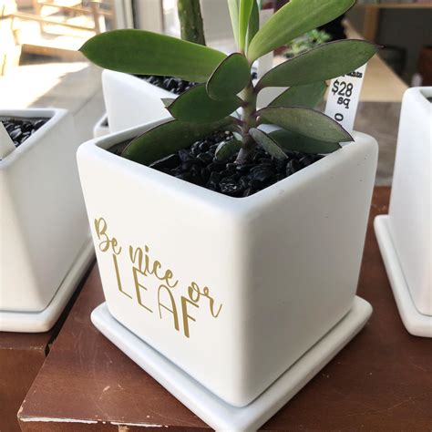 Vertical Leaf Senecio 🌿 Also Known As Sassy Plants Yxe