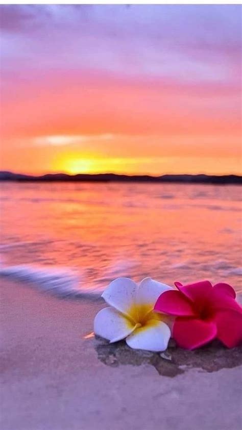 Pretty Flowers At Sunset On The Beach