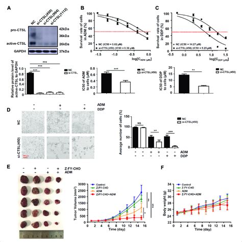 Ctsl Down Regulated Adm And Ddp Sensitivity In Nb Cells A Western