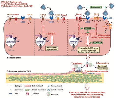 Juan Lama On Linkedin Sars Cov 2 Spike Protein Receptor Binding Domain Perturbates