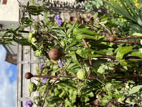 Passion Flower Wilting — Bbc Gardeners World Magazine