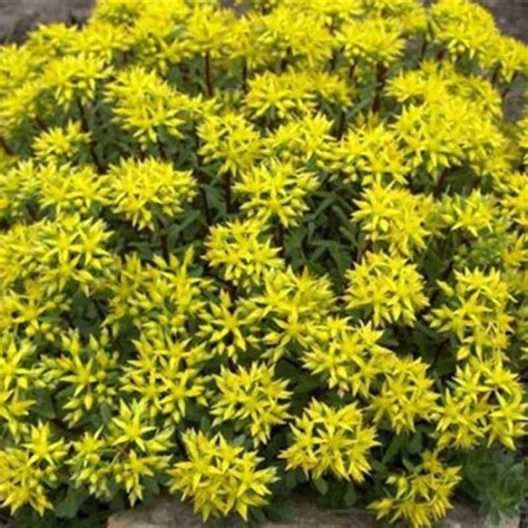 Groundcover Etsy